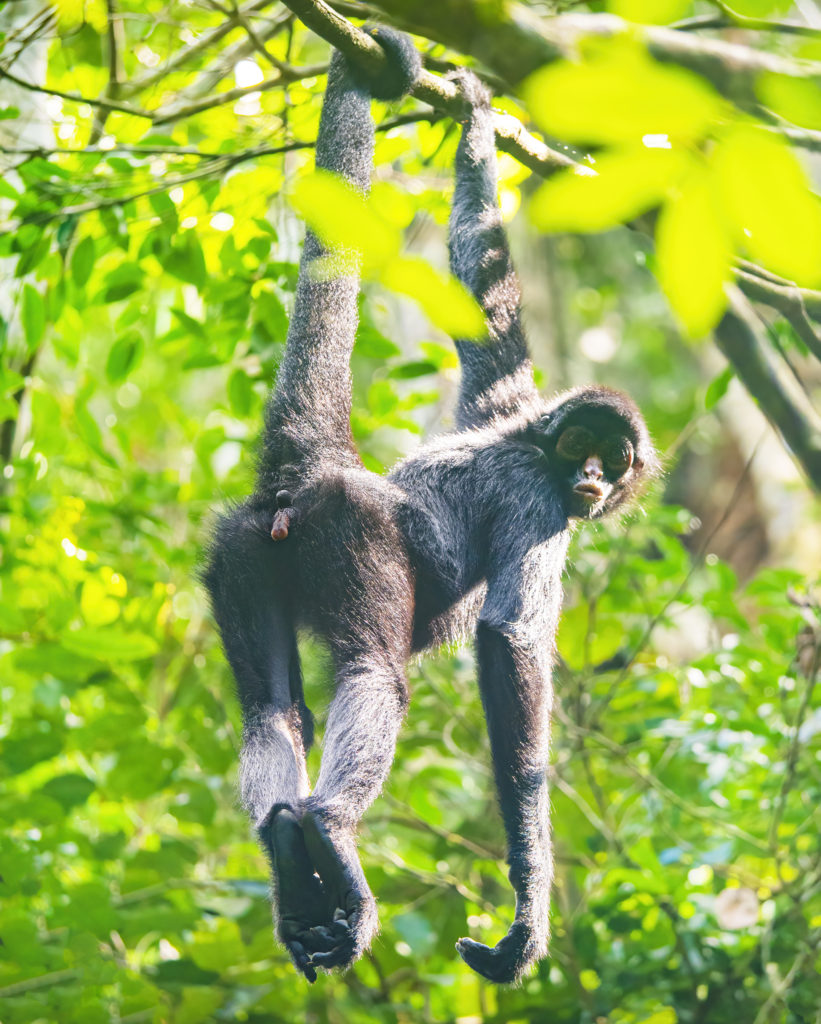 Spider Monkeys – Brodie Hopkins Media