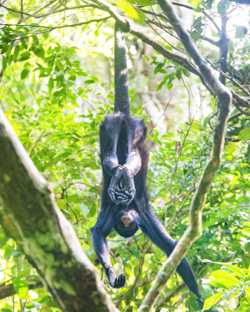 Spider Monkeys – Brodie Hopkins Media