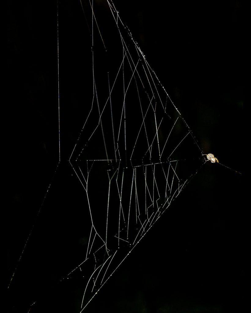 Slingshot Spider – Brodie Hopkins Media